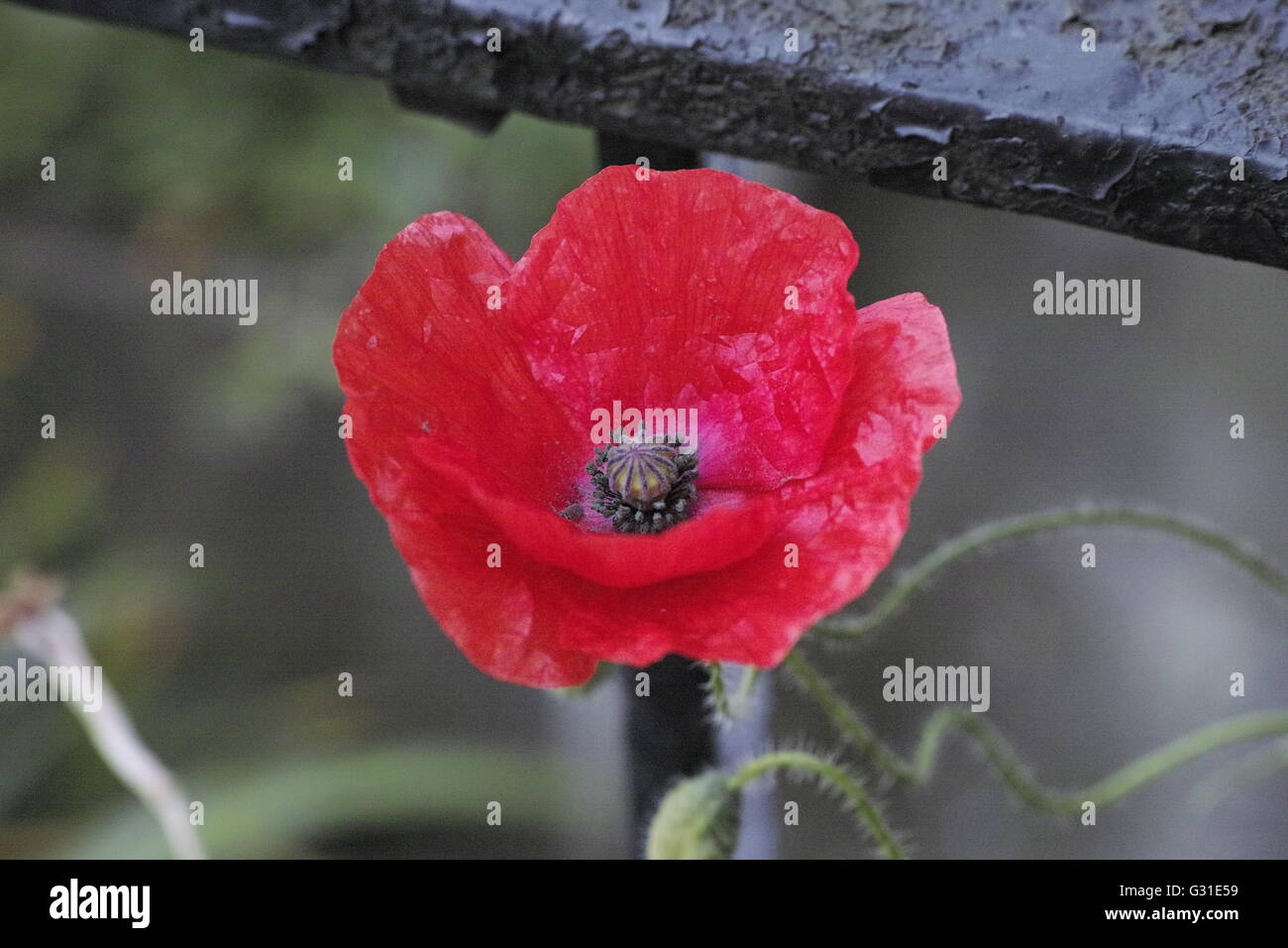 Lone red poppy hi-res stock photography and images - Alamy