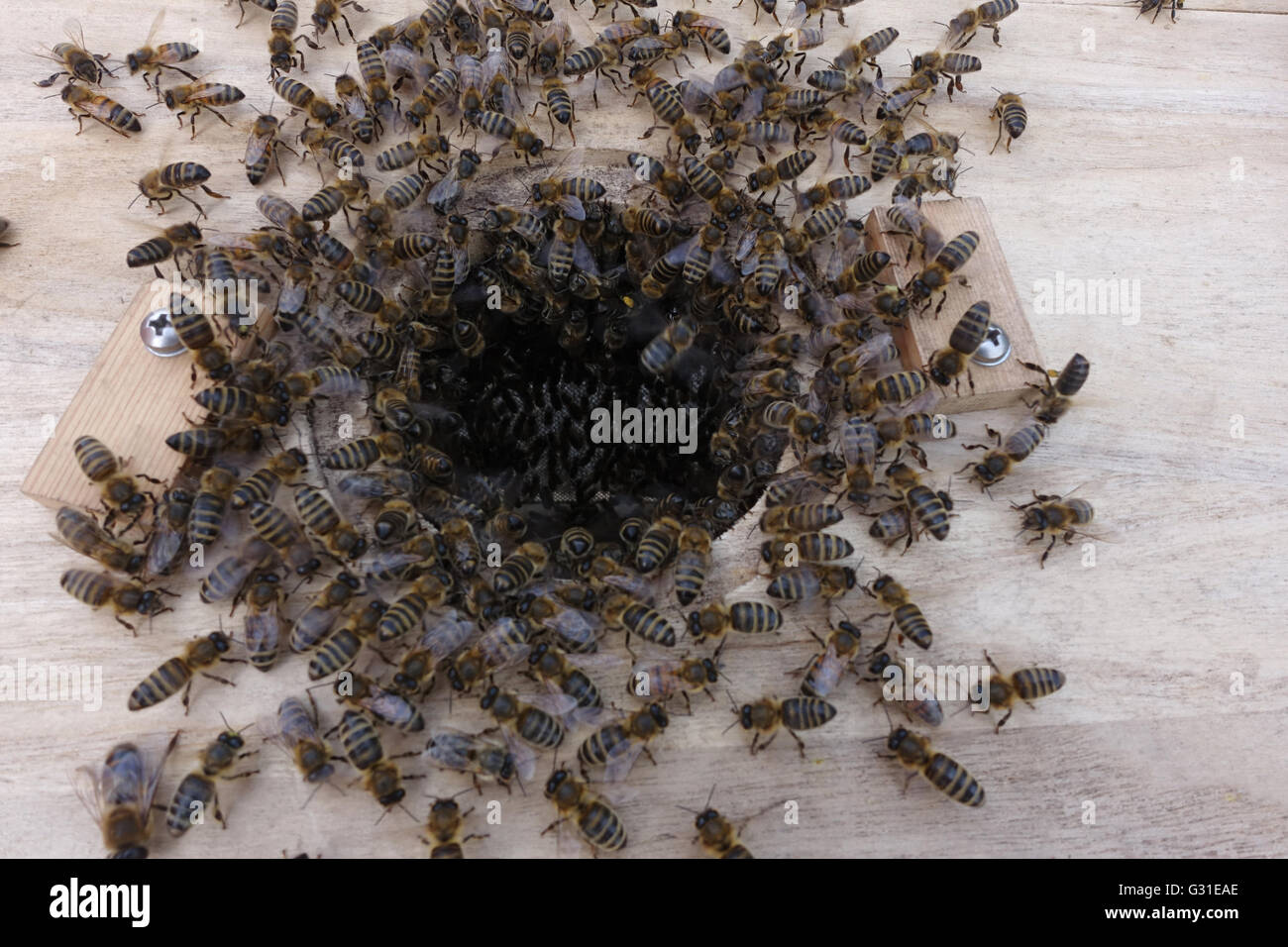 Berlin, Germany, bees collect on the opening of a swarm catcher box ...