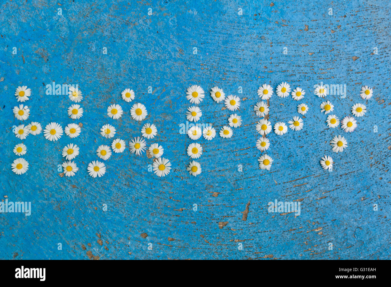 Daisy flowers forming the word HAPPY on blue background with copy space ...
