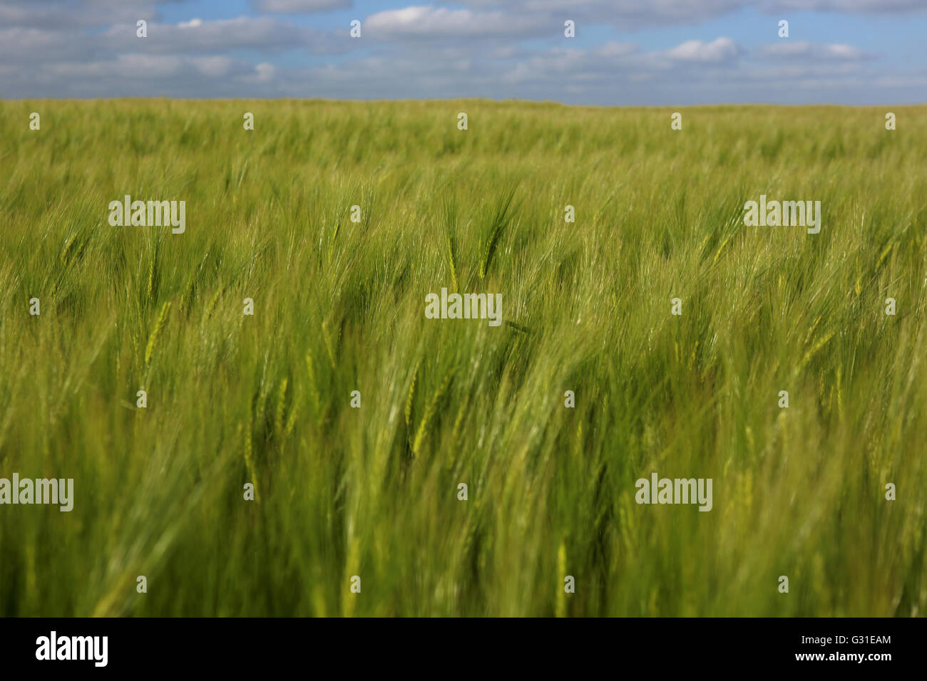 Prangendorf, Germany, Gerstenfeld Stock Photo - Alamy