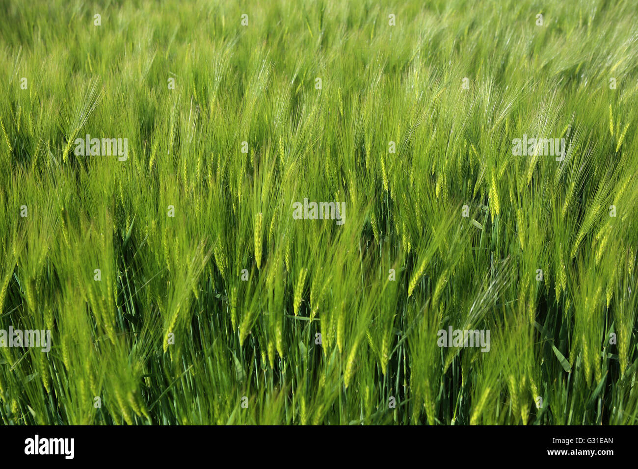 Prangendorf, Germany, Gerstenfeld Stock Photo - Alamy