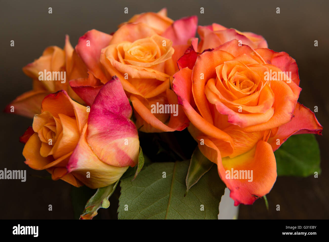 Closeup of a couple of orange roses Stock Photo - Alamy