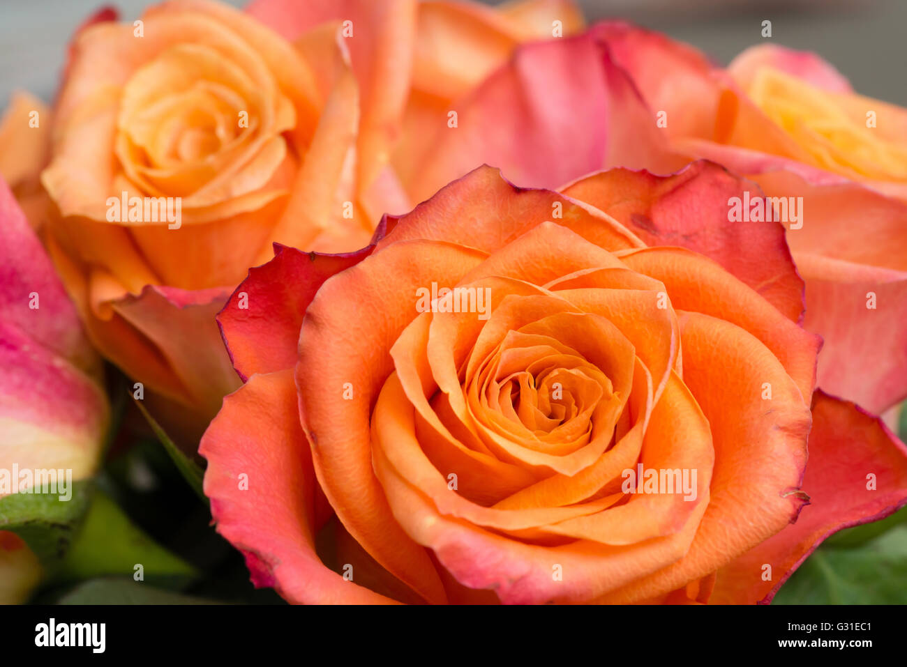 Closeup of a couple of orange roses Stock Photo - Alamy