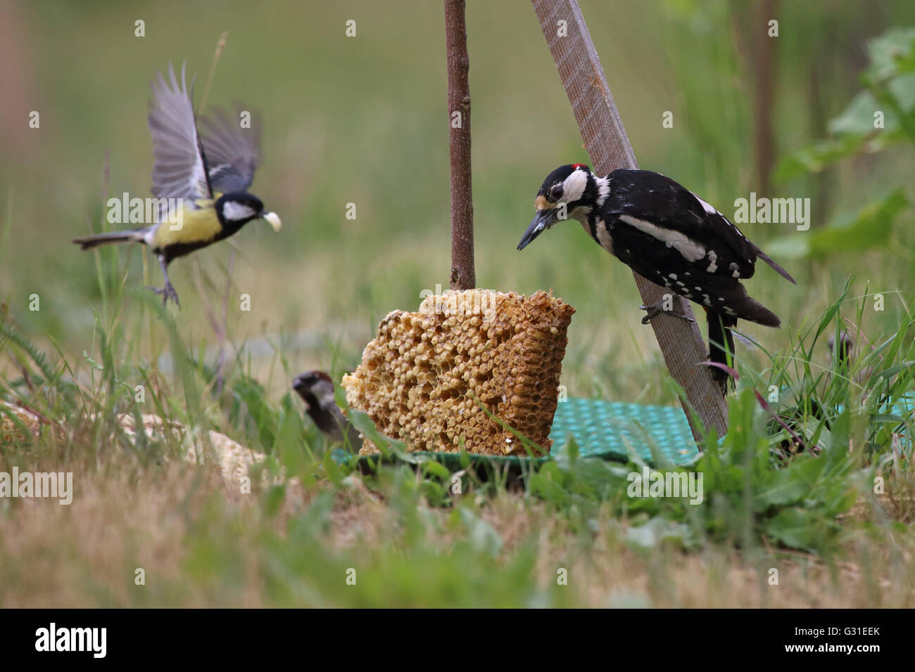 Vogelsdorf, Germany, Great Spotted Woodpecker and tit eating larvae ...