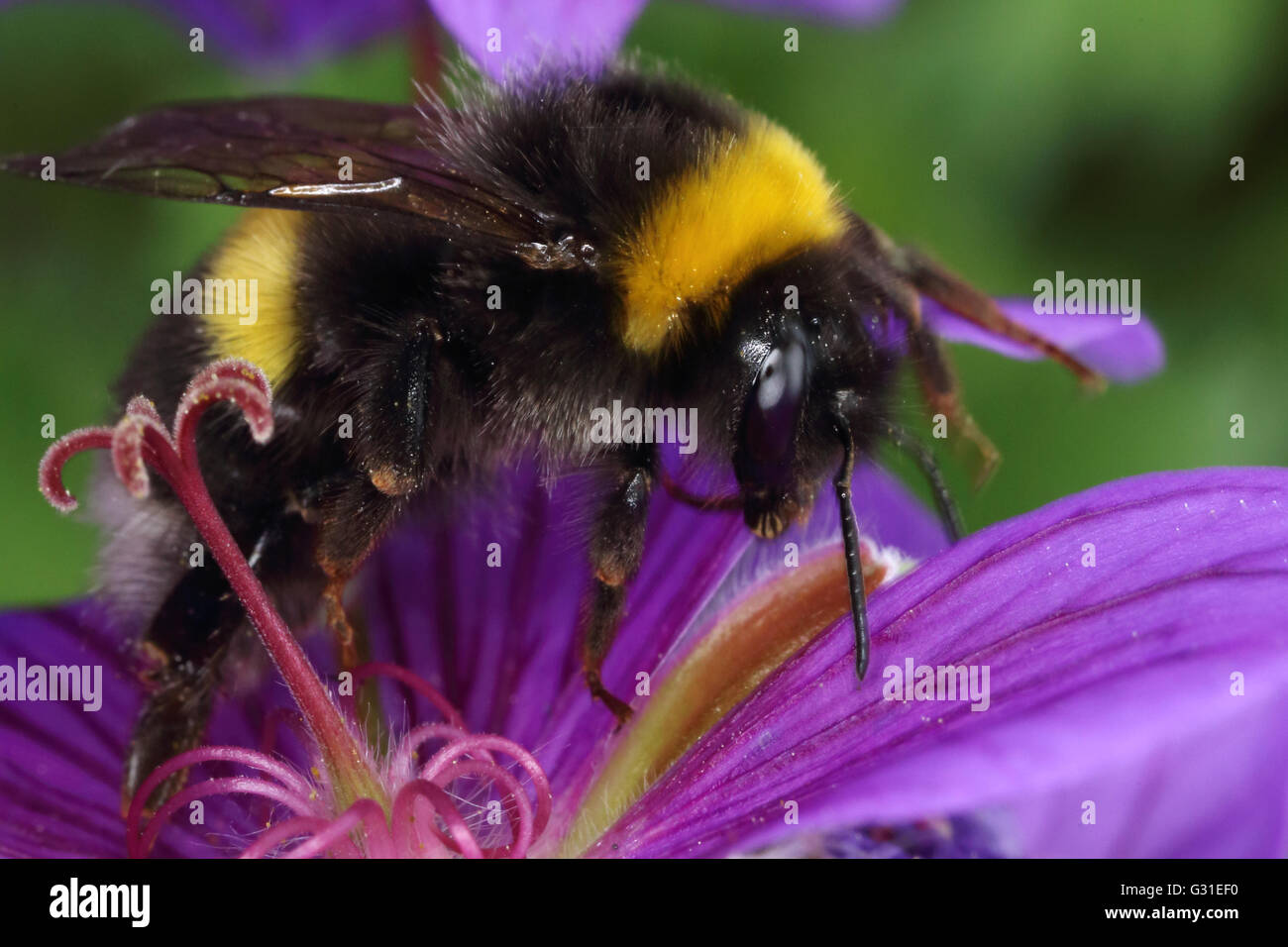 Briescht, Germany, bumblebee collects nectar from a violet blossom ...