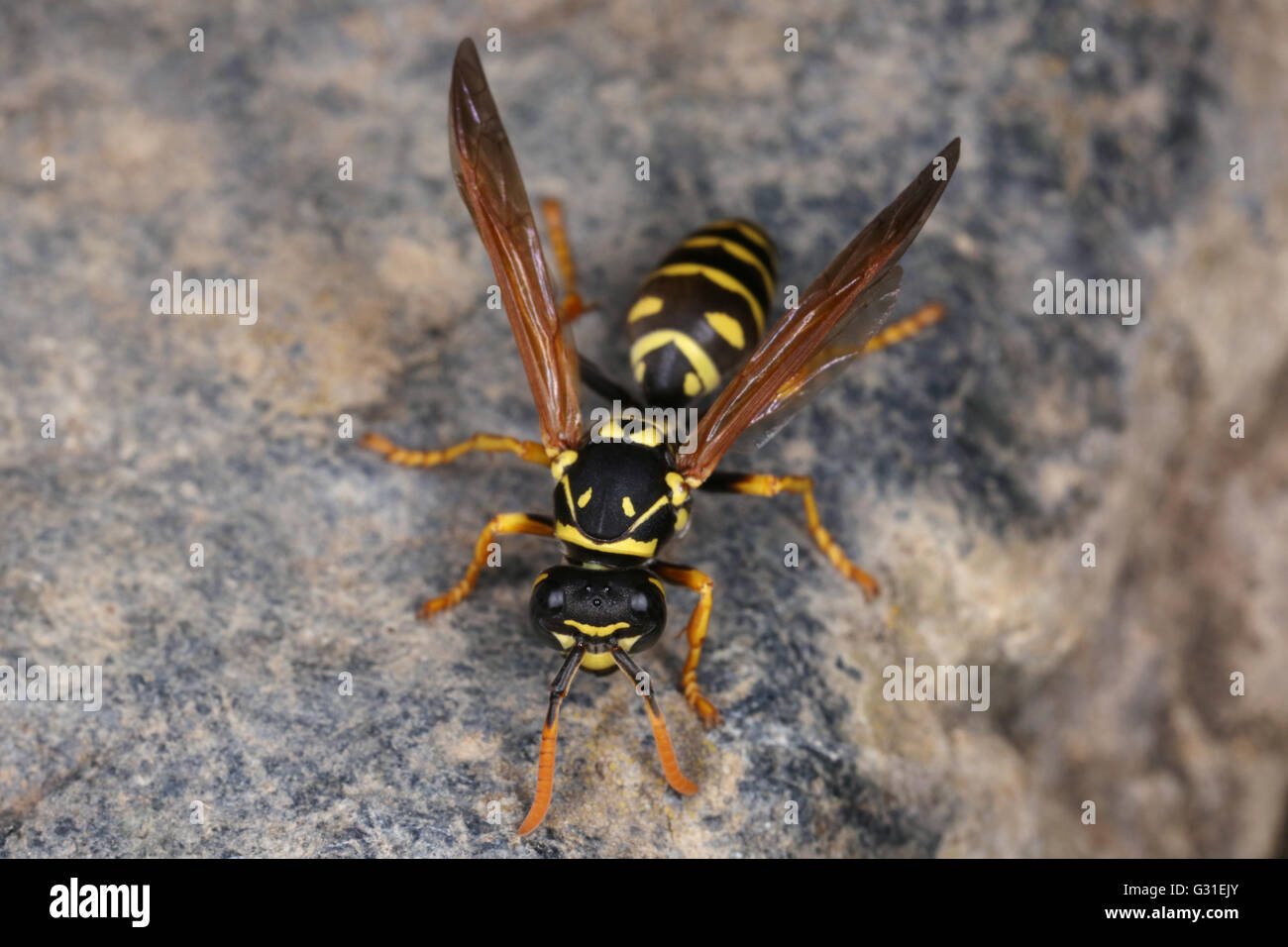 Torre Alfina, Italy, Real wasp Stock Photo - Alamy