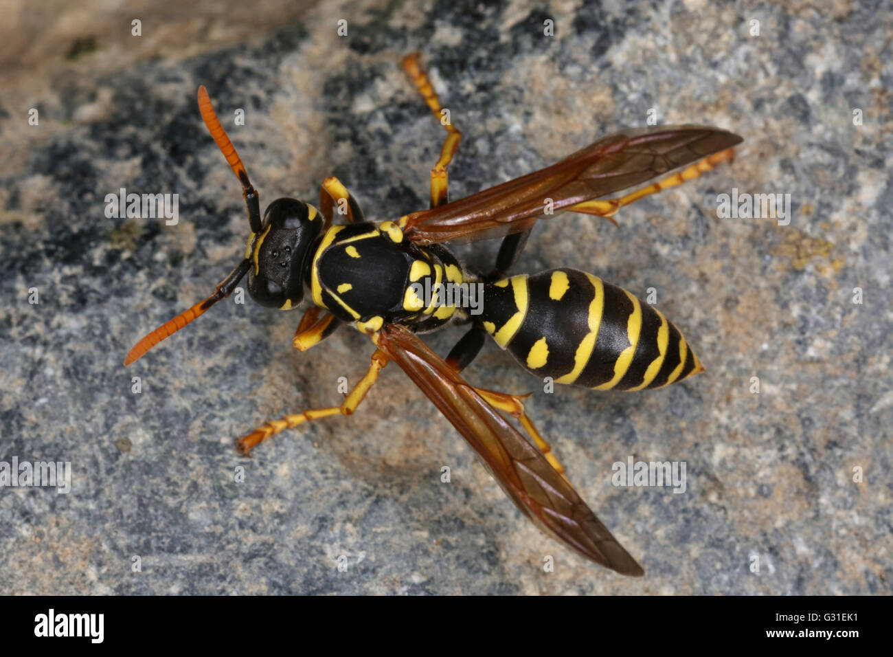 Torre Alfina, Italy, Real wasp Stock Photo - Alamy