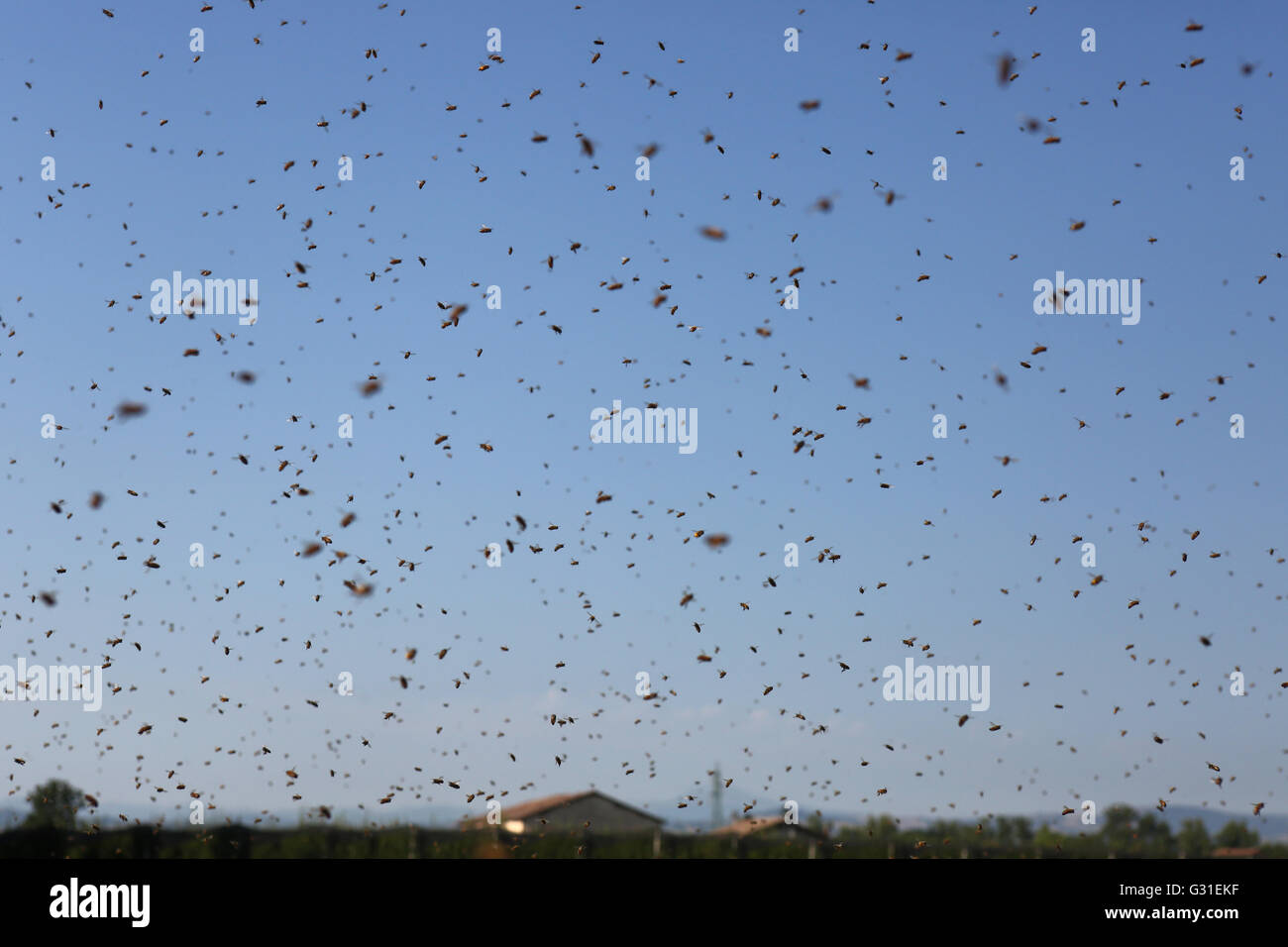 Flight insects hi-res stock photography and images - Alamy