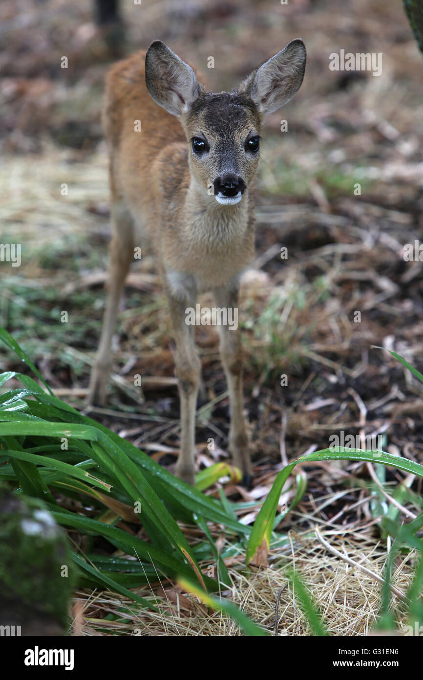 Torre Alfina, Italy, Fawn Stock Photo - Alamy