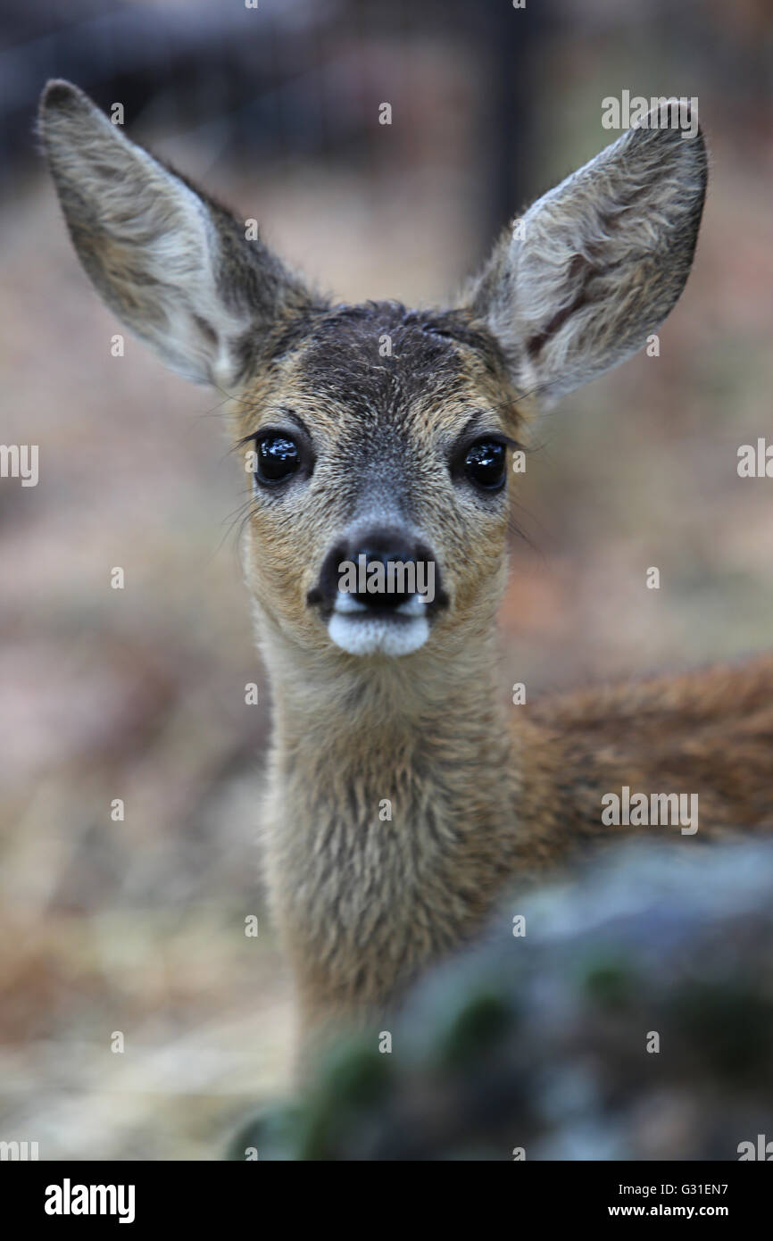 Torre Alfina, Italy, Fawn in Portrait Stock Photo - Alamy