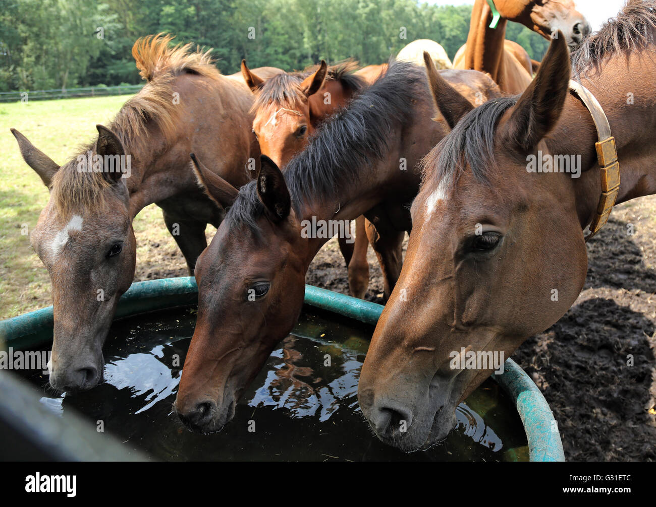 Schwerin, Germany, mare and foal drinking together water from a trough ...