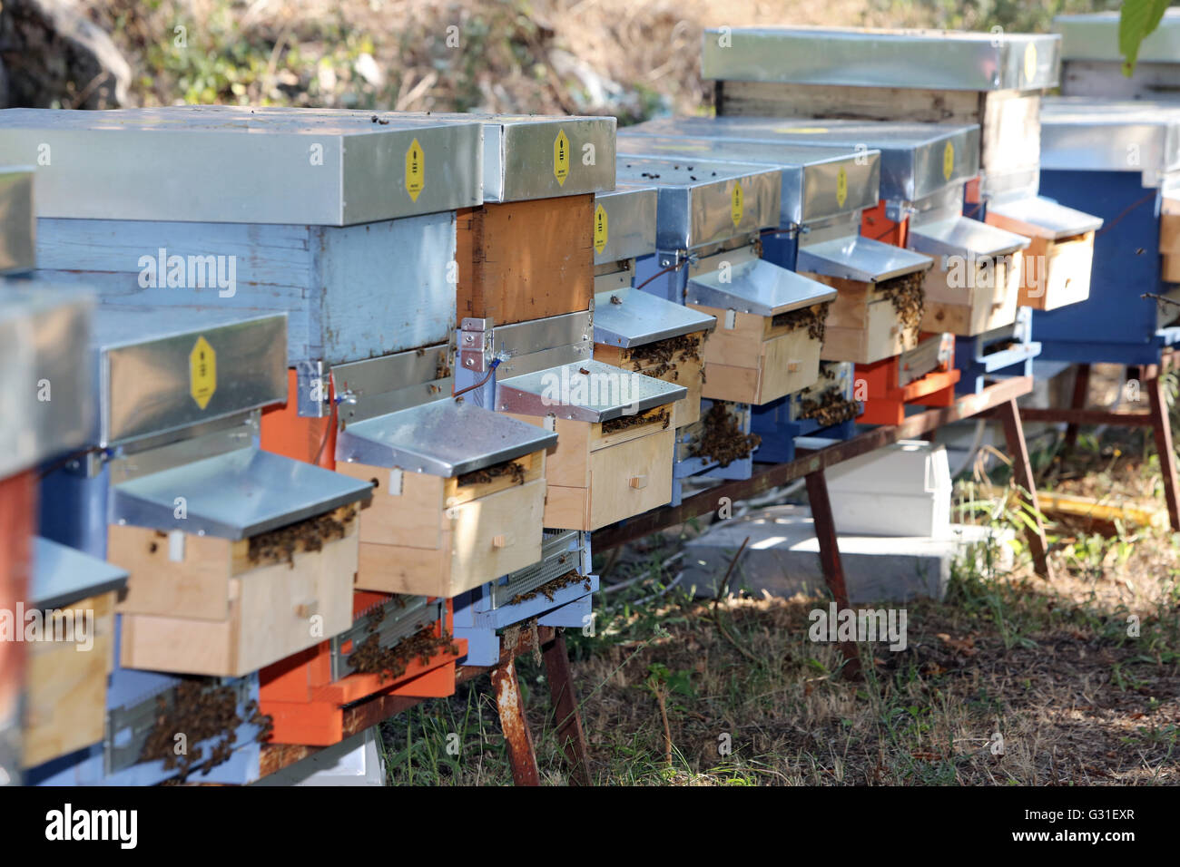 Pollen traps hi-res stock photography and images - Alamy