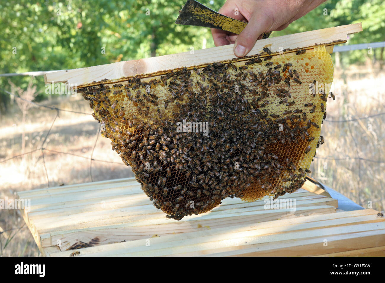 Italian honeybees hi-res stock photography and images - Alamy