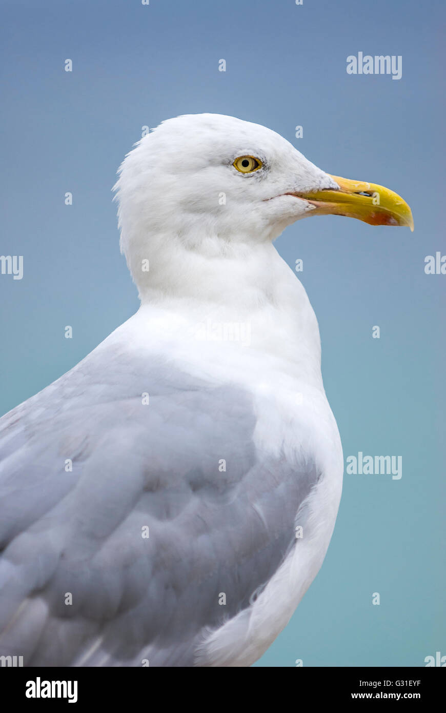 A portrait of a seagull Stock Photo - Alamy