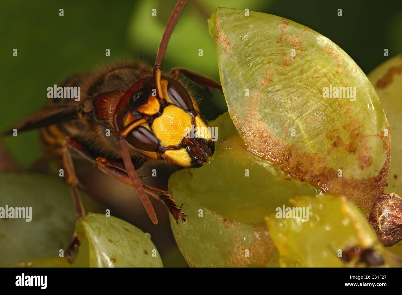 Gnawing germany hi-res stock photography and images - Alamy