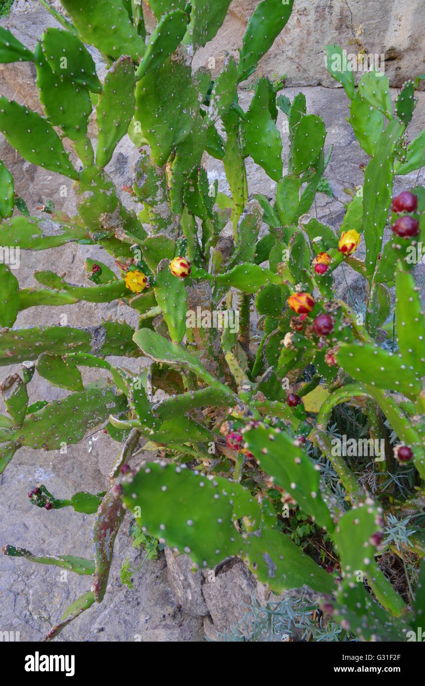 Pink fruit of the prickly pear cactus hi-res stock photography and ...