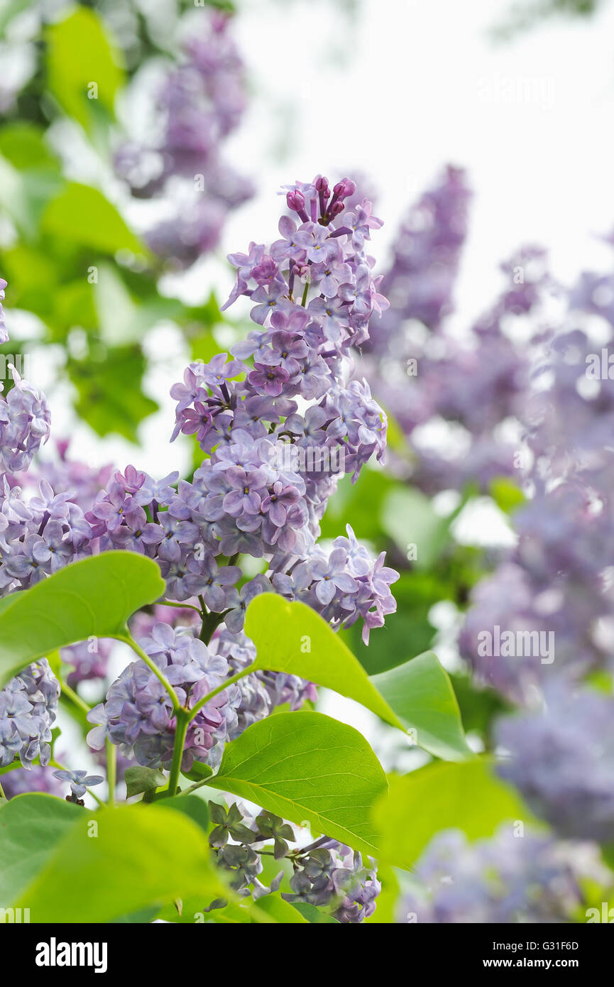 Close up photography of fresh lilac flowers Stock Photo - Alamy