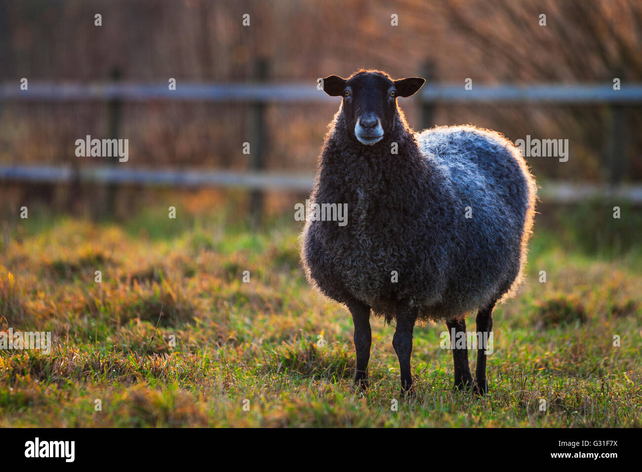 A black sheep early in the morning Stock Photo - Alamy