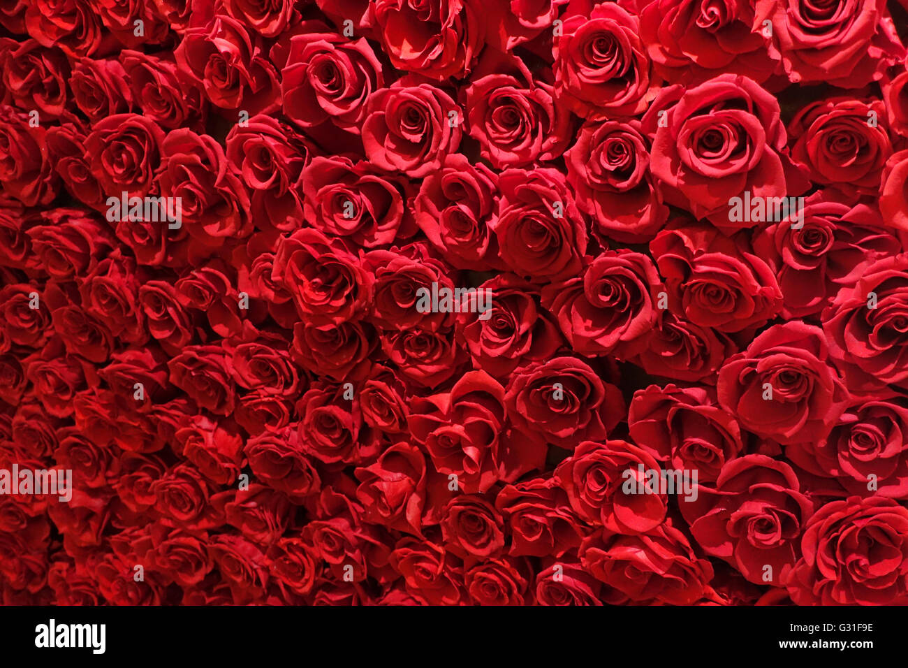 Berlin, Germany, red roses Stock Photo - Alamy