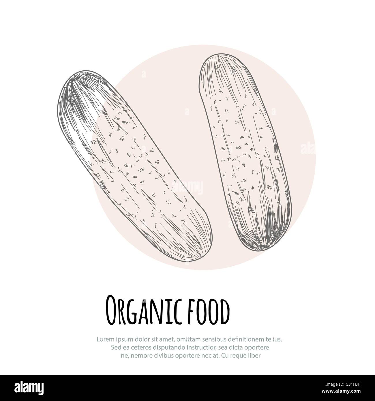 Hand drawn cucumber over white background Stock Vector Image & Art - Alamy