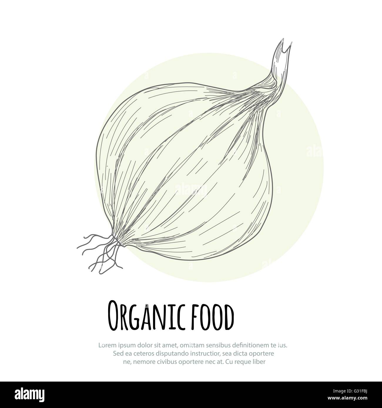 Onion plant drawing hi-res stock photography and images - Alamy