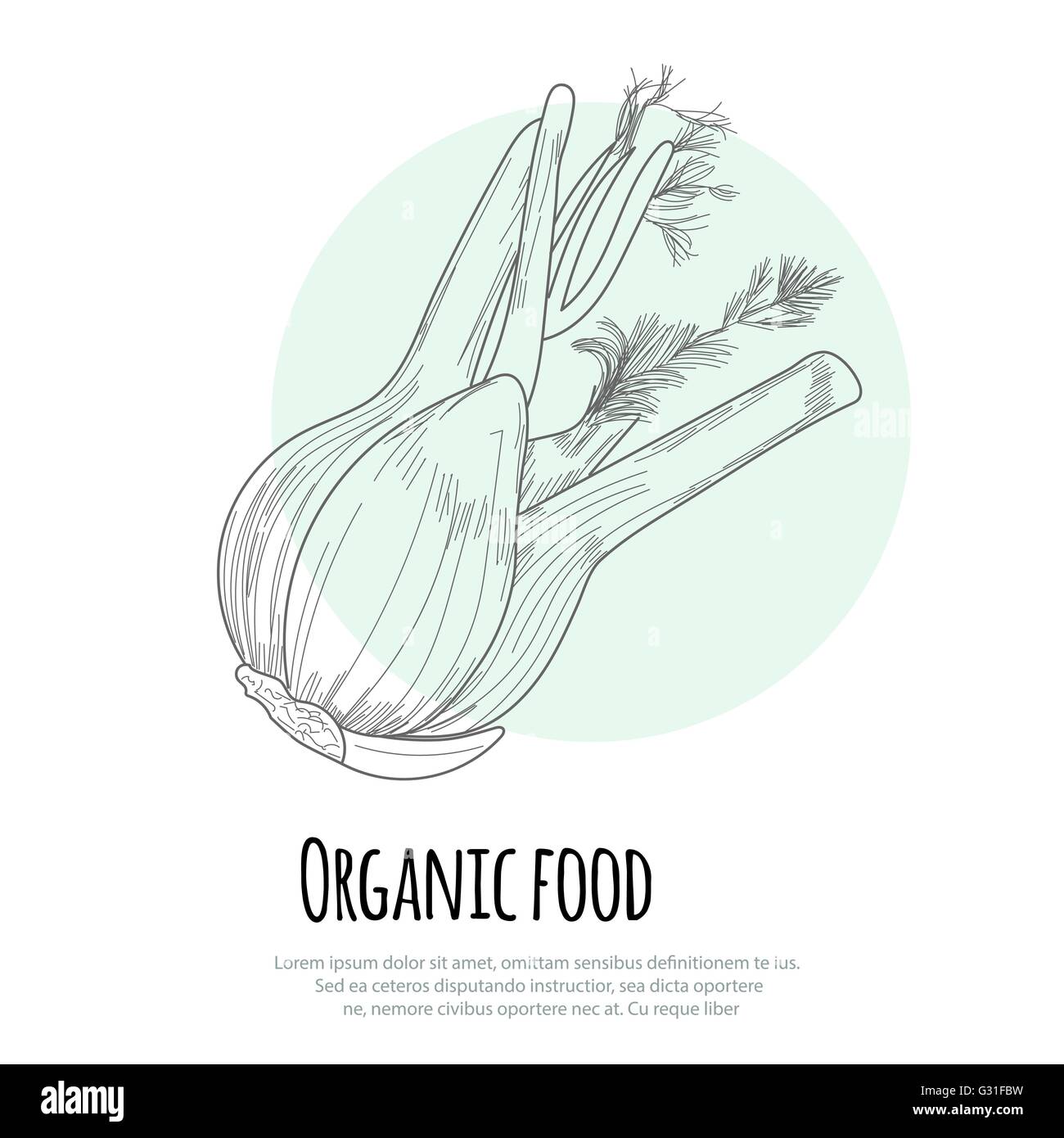 Hand drawn fennel over white background Stock Vector Image & Art - Alamy