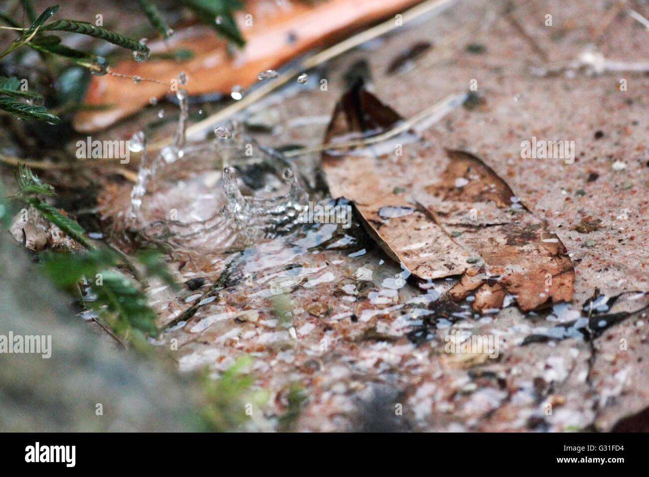 drop of rain water on nature crown form Stock Photo - Alamy