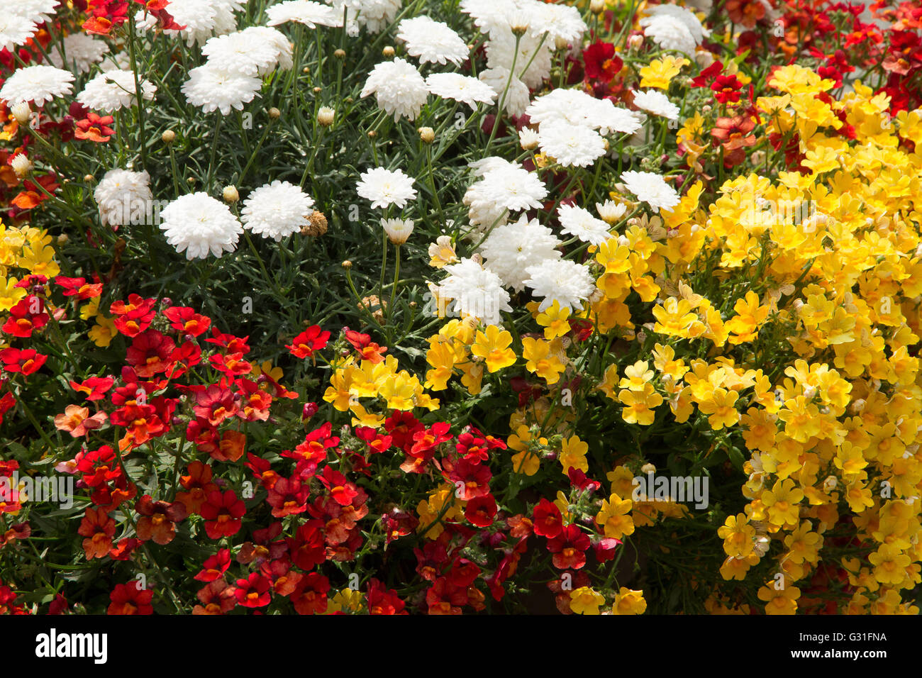 Red Yellow and White Flowers Stock Photo - Alamy