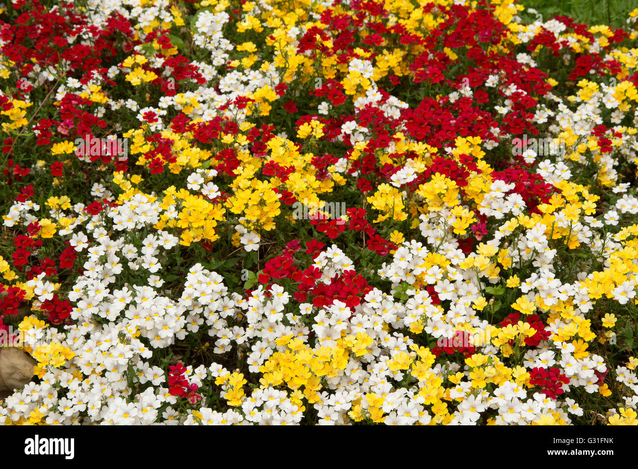 Red yellow and white flower hi-res stock photography and images - Alamy