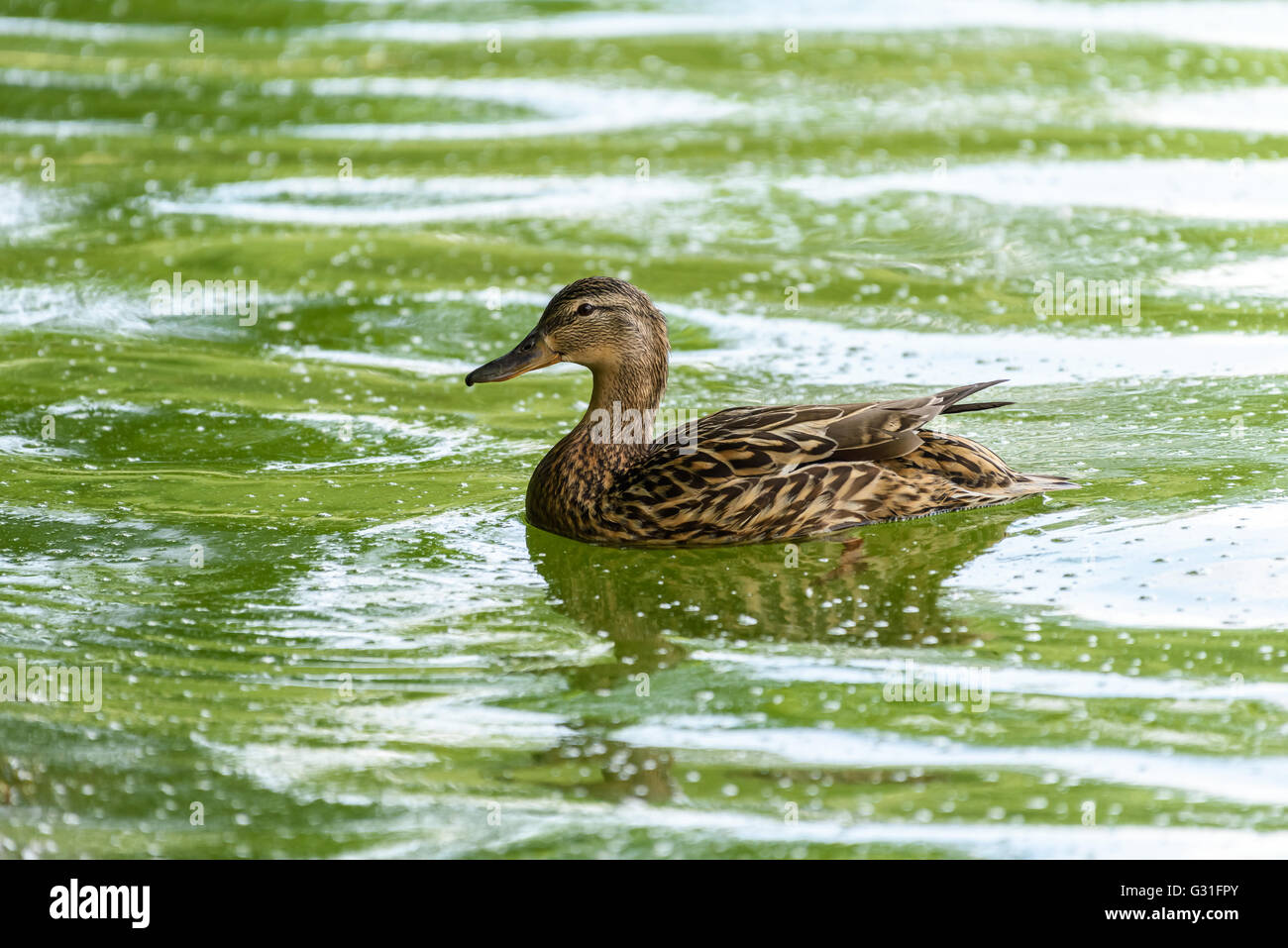 Wild Female Duck Swimming On Water Stock Photo - Alamy