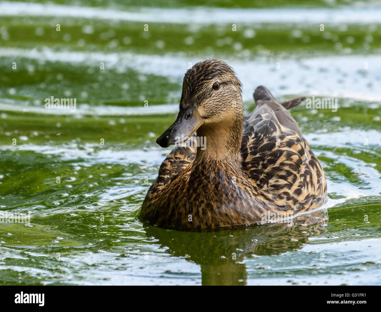Female duck hi-res stock photography and images - Alamy