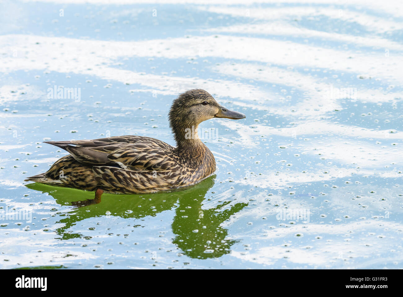 Female duck hi-res stock photography and images - Alamy