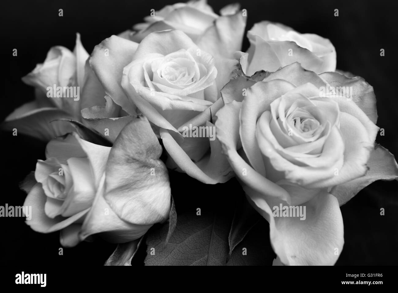 Closeup of a couple of roses, in black and white Stock Photo - Alamy