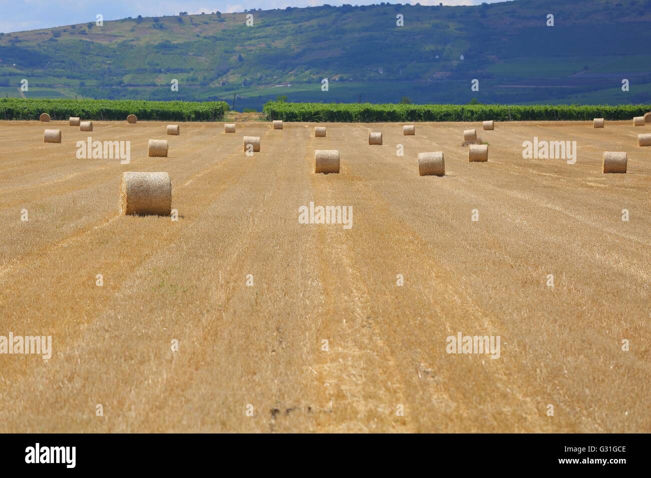 Agricultural field with bales Stock Photo - Alamy
