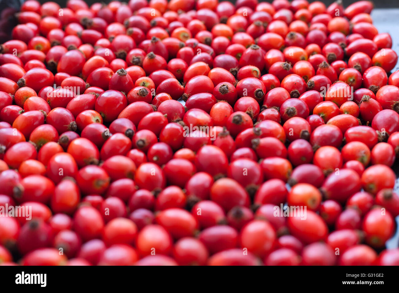 Raw rose hips Stock Photo - Alamy
