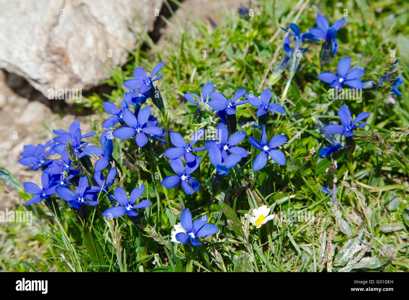 Small Alpine Flower Stock Photo - Alamy
