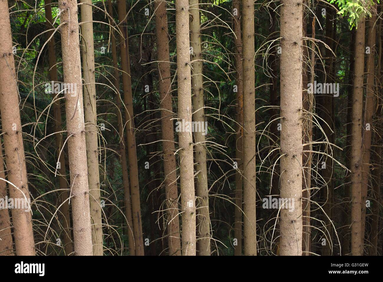Forest tree trunks Stock Photo - Alamy