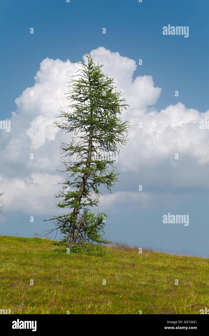 Lonely pinetree hi-res stock photography and images - Alamy