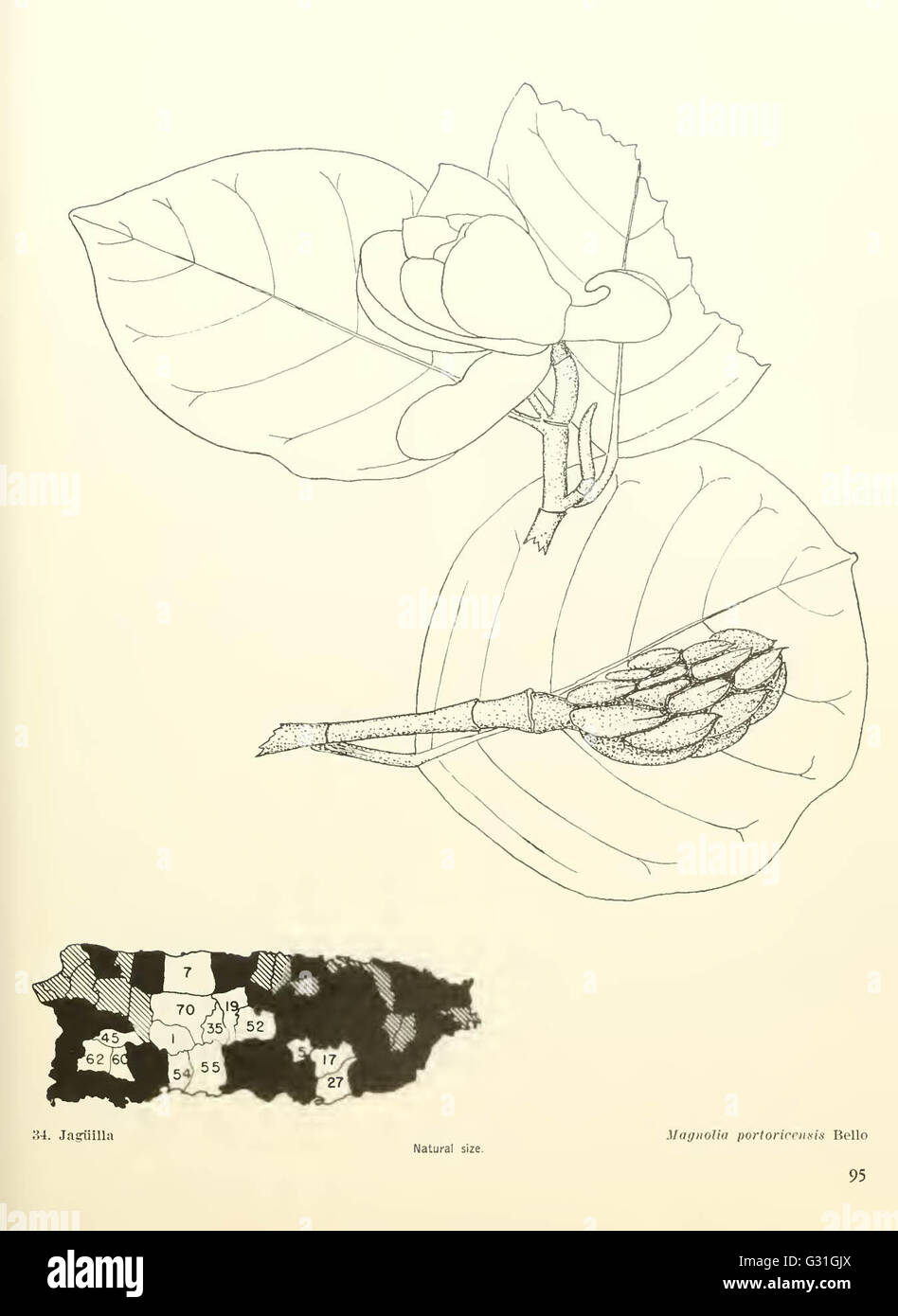 Common trees of Puerto Rico and the Virgin Islands Stock Photo - Alamy