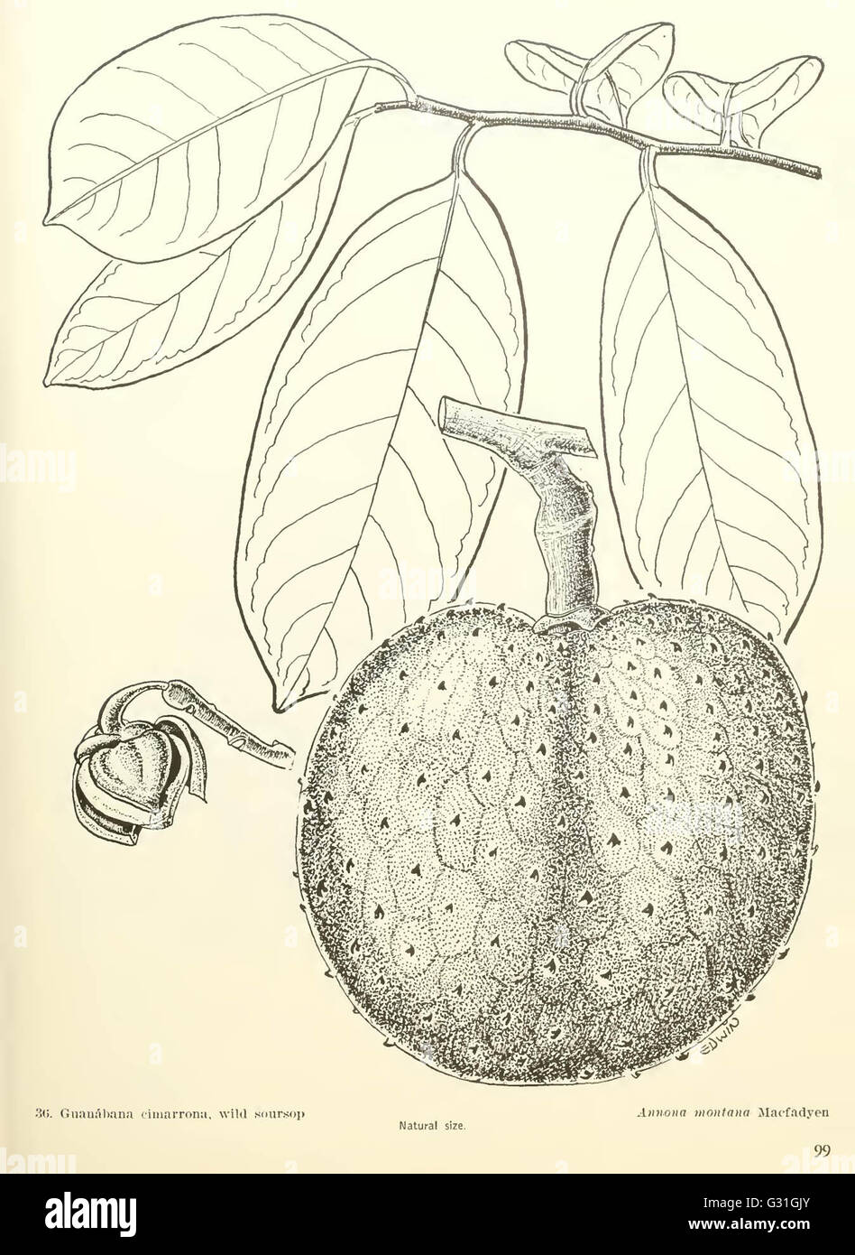 Common trees of Puerto Rico and the Virgin Islands Stock Photo - Alamy