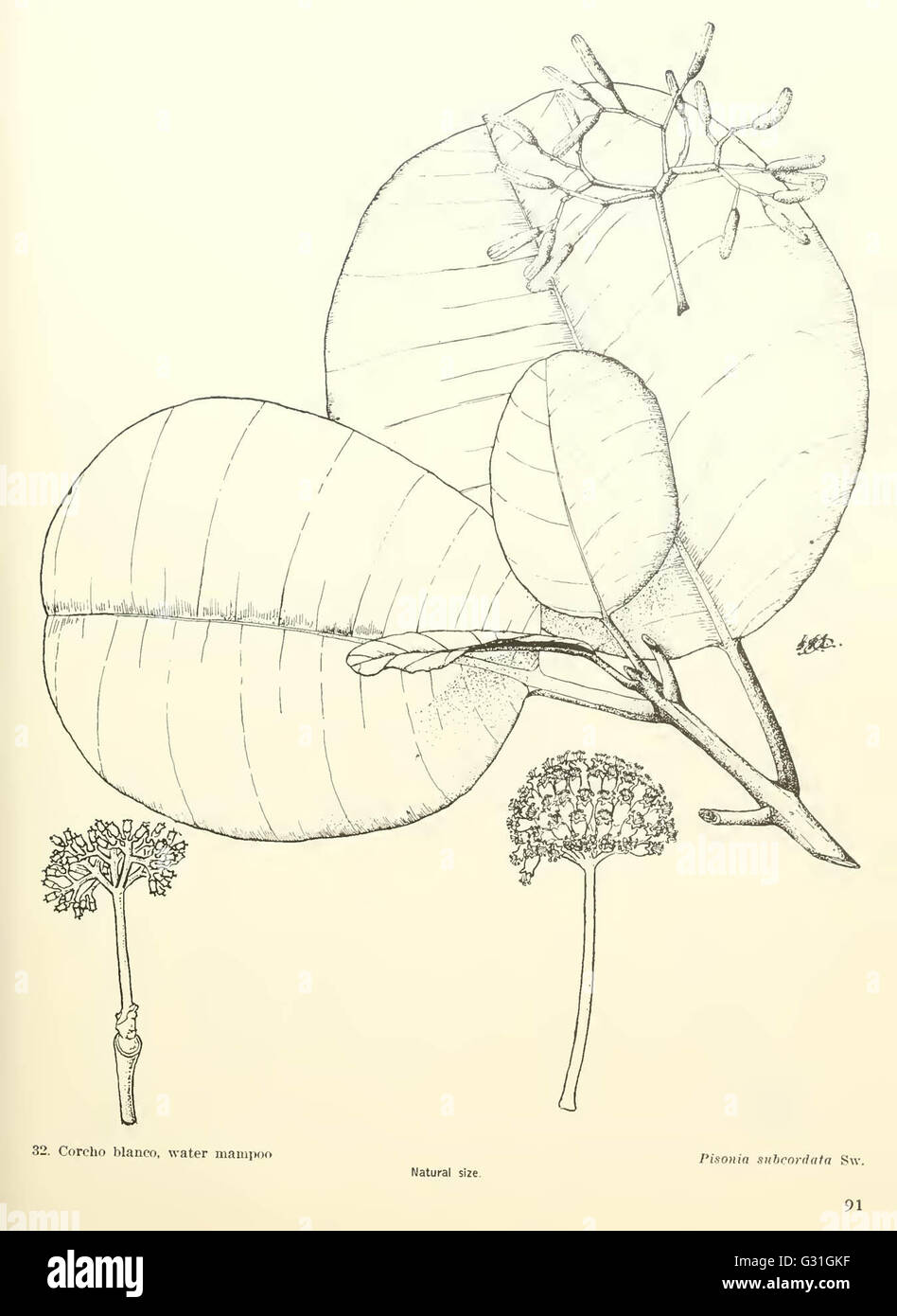 Common trees of Puerto Rico and the Virgin Islands Stock Photo - Alamy