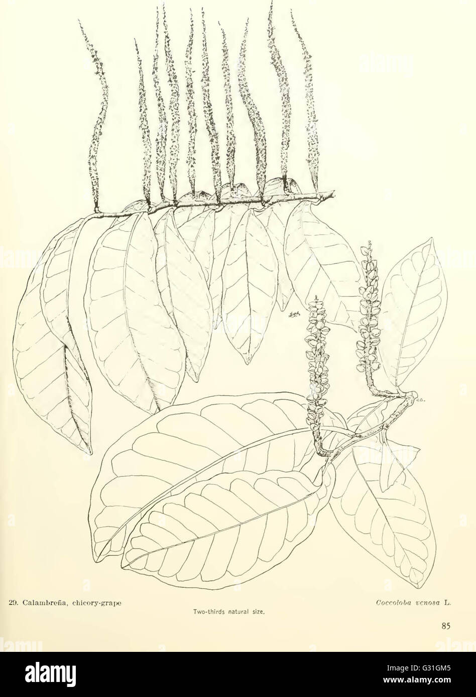 Common trees of Puerto Rico and the Virgin Islands Stock Photo - Alamy