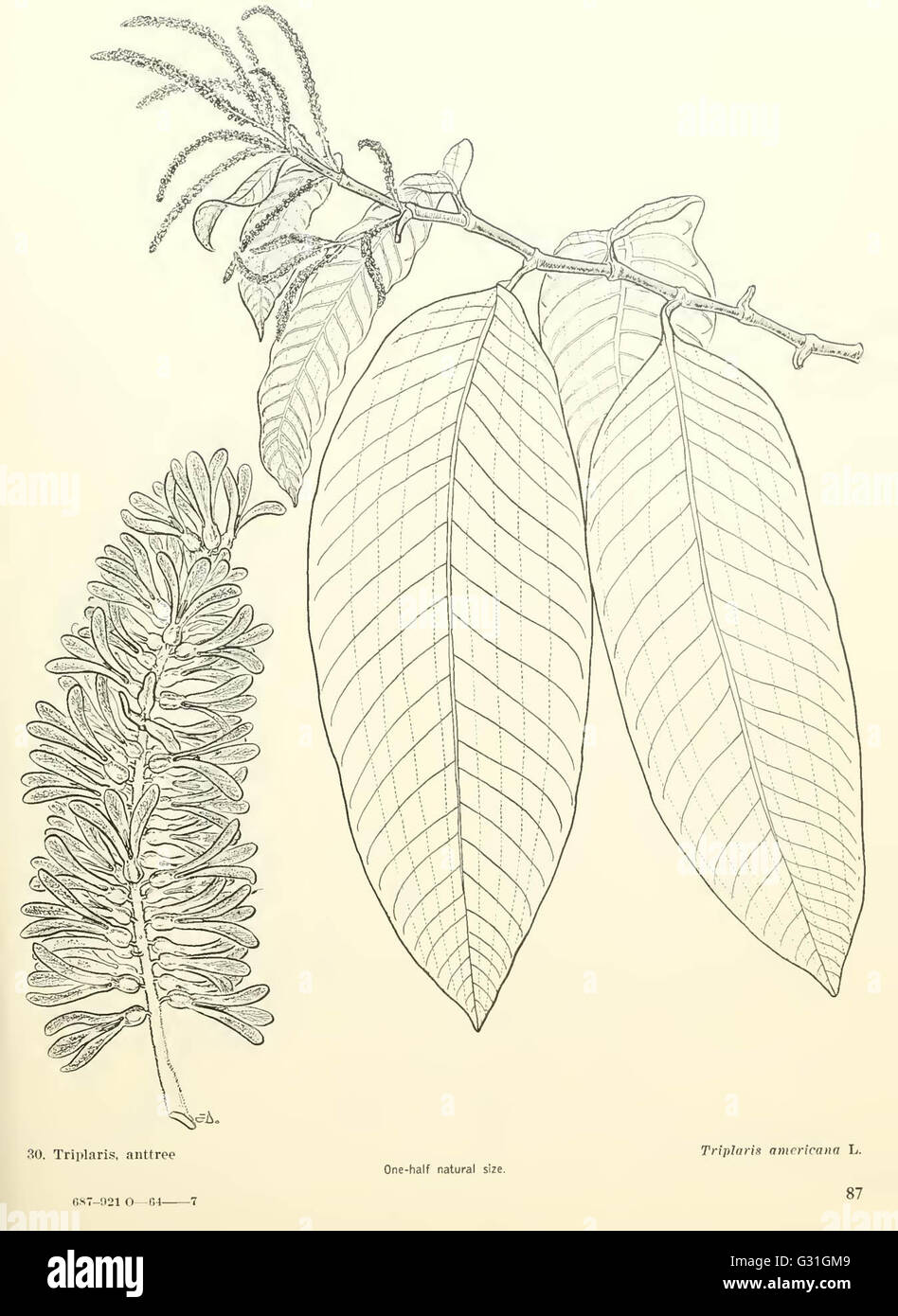 Common trees of Puerto Rico and the Virgin Islands Stock Photo - Alamy