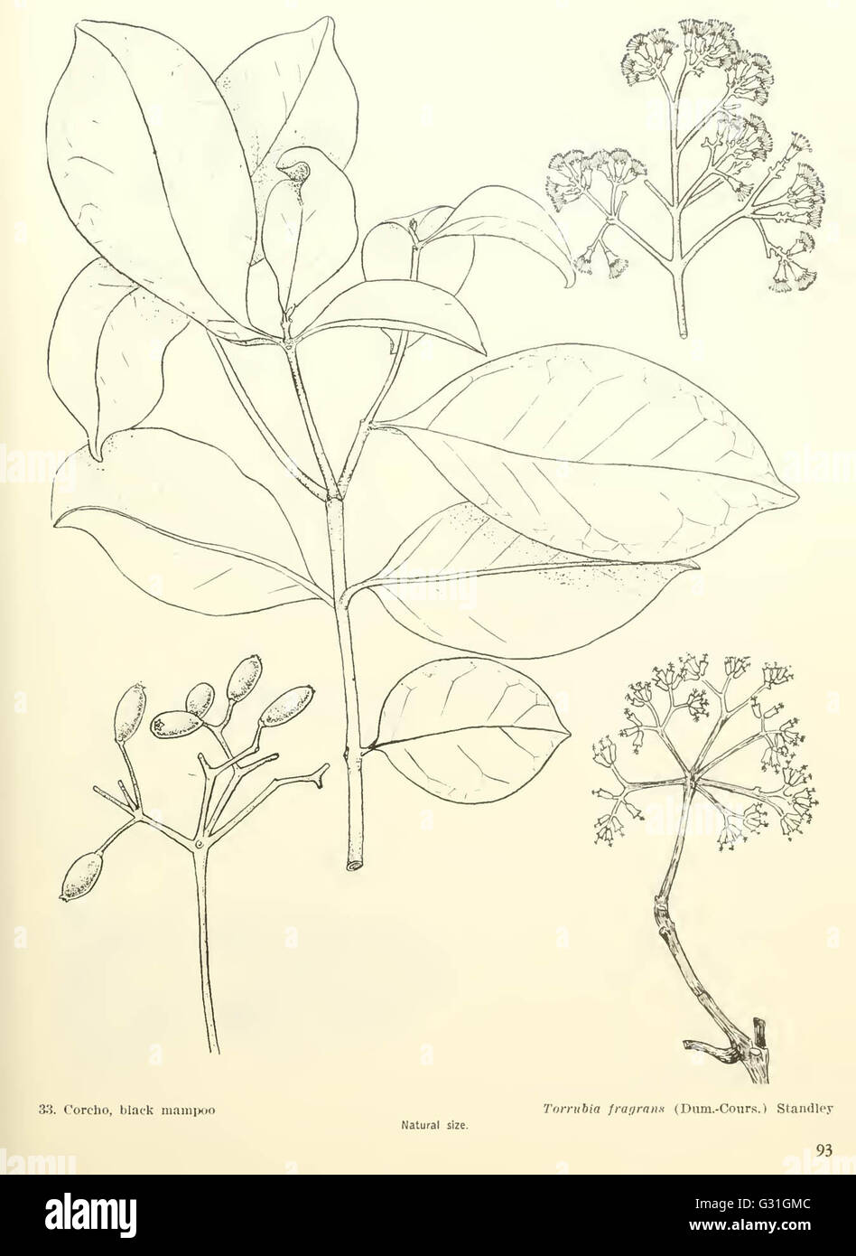 Common trees of Puerto Rico and the Virgin Islands Stock Photo - Alamy