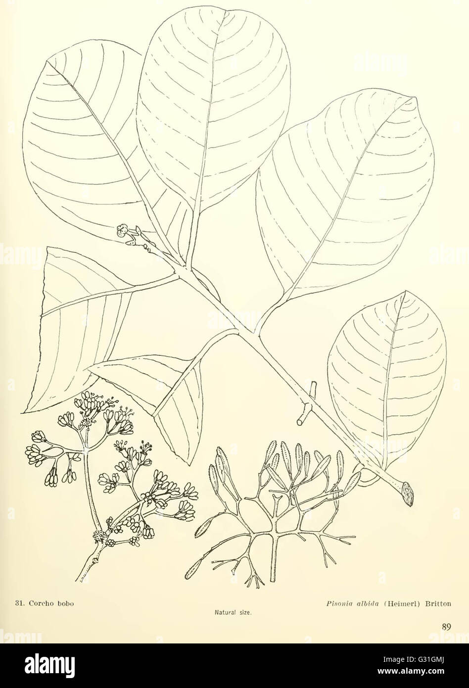 Common trees of Puerto Rico and the Virgin Islands Stock Photo - Alamy