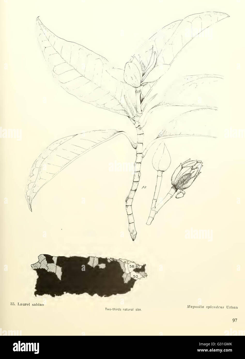 Common trees of Puerto Rico and the Virgin Islands Stock Photo - Alamy