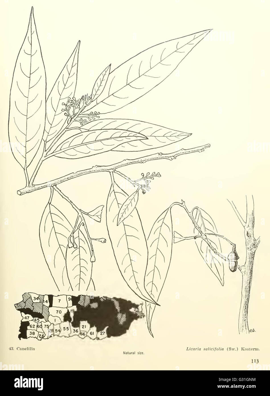 Common trees of Puerto Rico and the Virgin Islands Stock Photo - Alamy