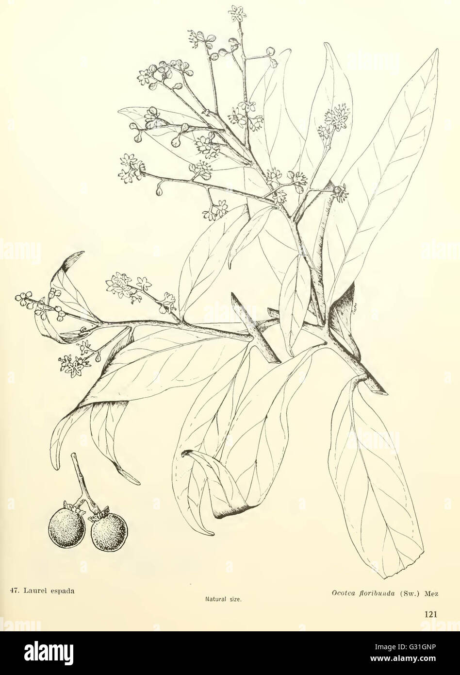 Common trees of Puerto Rico and the Virgin Islands Stock Photo - Alamy