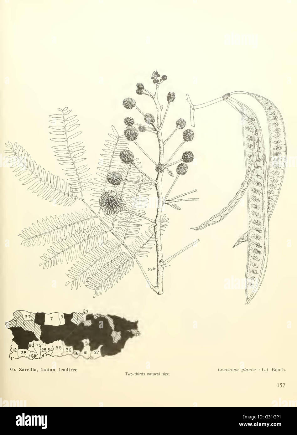 Common trees of Puerto Rico and the Virgin Islands Stock Photo - Alamy