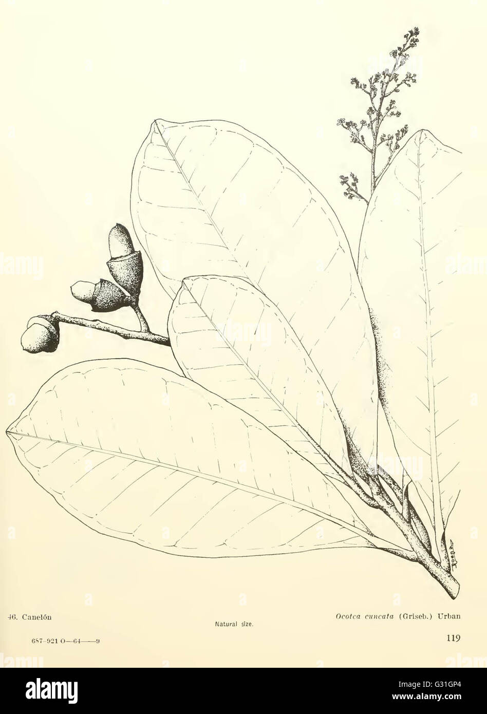 Common trees of Puerto Rico and the Virgin Islands Stock Photo - Alamy